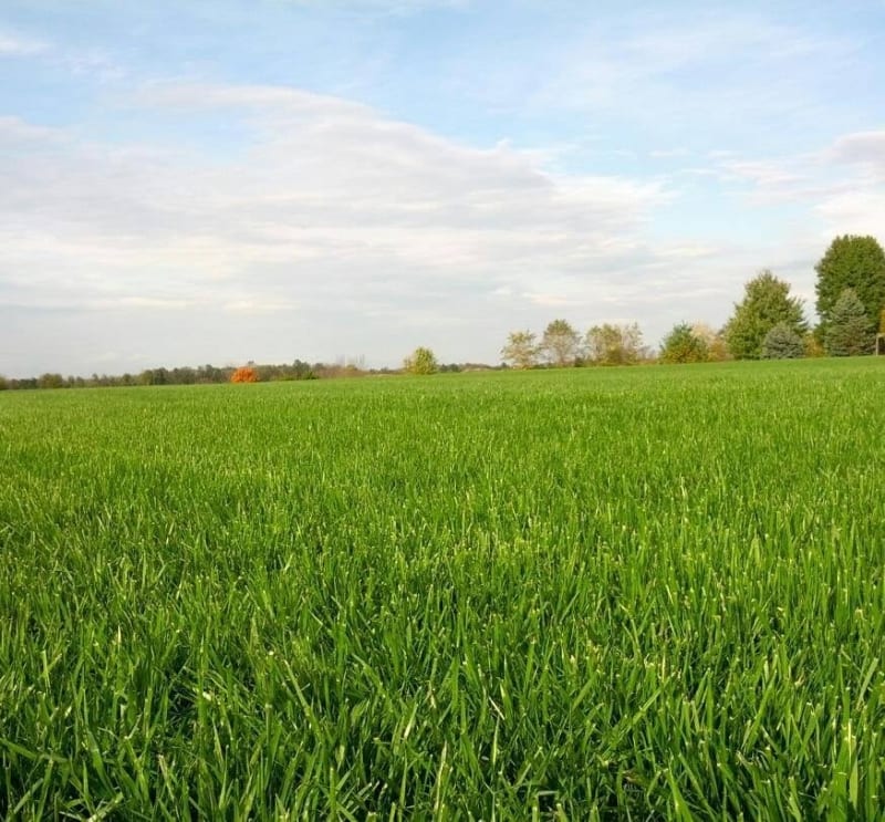 Sod and Turf – Broadway Gardens Greenhouses Inc.