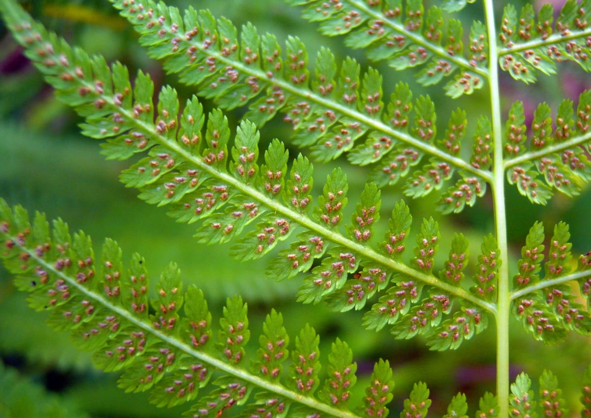 Hardy Ferns – Broadway Gardens Greenhouses Inc.